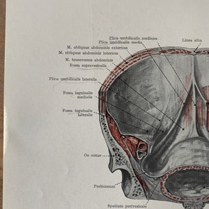 1962 Vintage Human Anatomy, Anatomy Print - Femoral Canal, Myologia ...