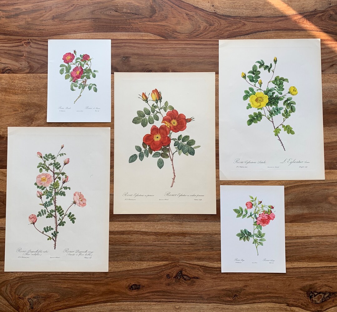 1954-1963 Original Antique Botanical Prints | Gallery Wall Set of 5 ...