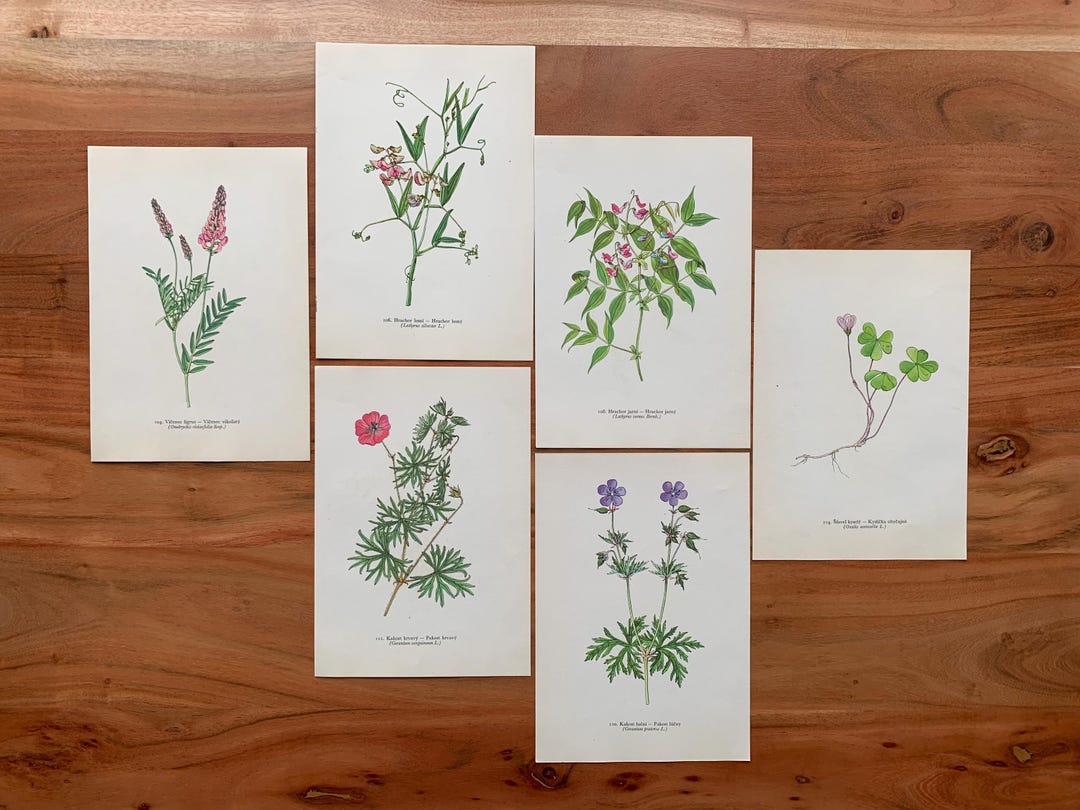 1960 Vintage Botanical Print Set of 6, Original Illustrations, Sainfoin ...