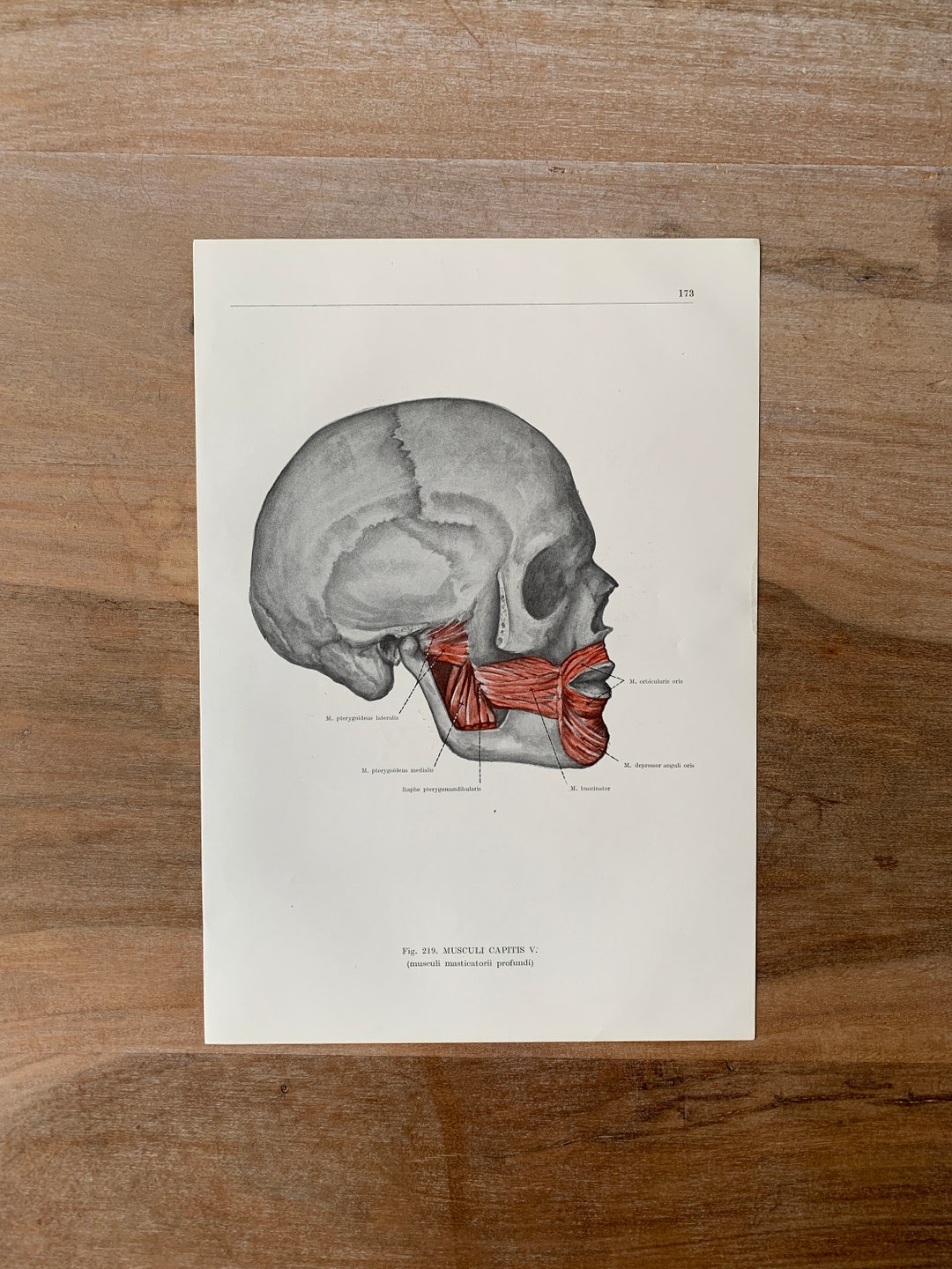1962 Vintage Medical Print, Muscles of Head, Myologia Print, Human Body ...