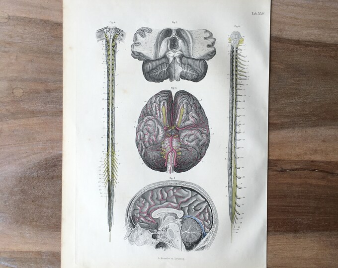 1871 Rare Medical Engraving, Human Brain Structure, Spinal Cord Print ...