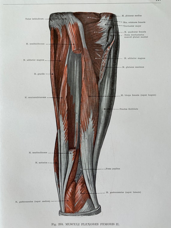 Leg Muscles Names
