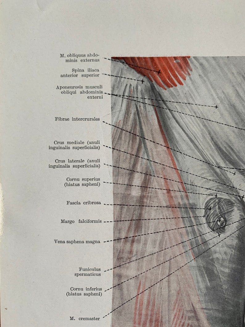 1962 Vintage Human Anatomy, Anatomy Print - Inguinal Canal, Myologia ...