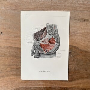 1962 Vintage Human Anatomy, Anatomy Print - Subinguinal Hiatus ...