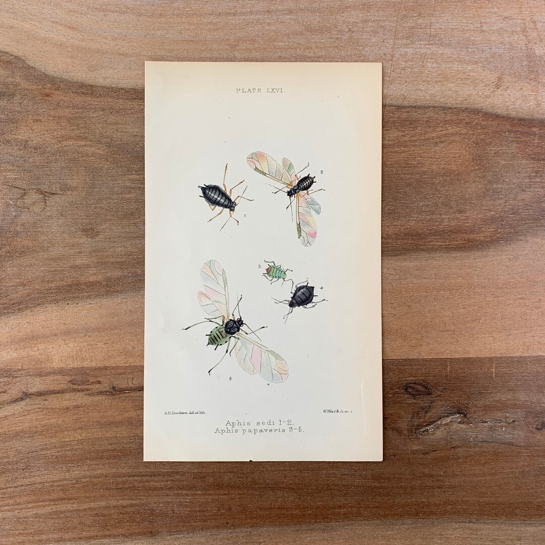 1897 Antique Insects Lithograph Aphid Print Greenfly Print Set of Bugs ...