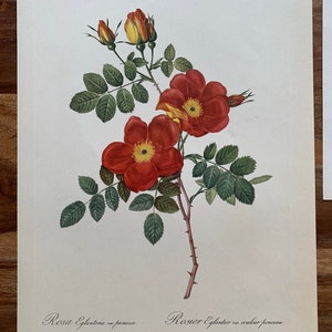 1954-1963 Original Antique Botanical Prints | Gallery Wall Set of 5 ...