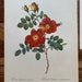 1954-1963 Original Antique Botanical Prints | Gallery Wall Set of 5 ...