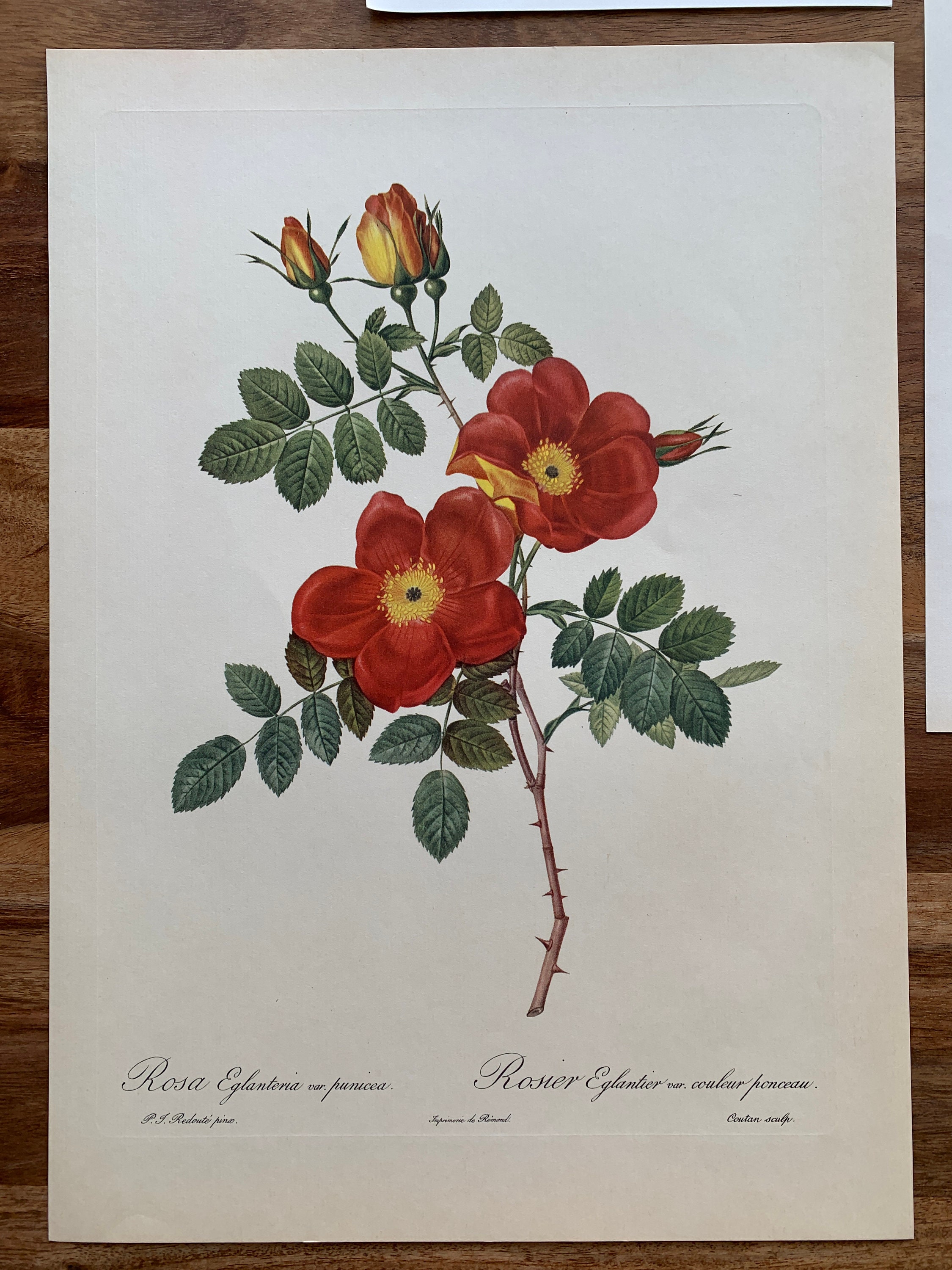 1954-1963 Original Antique Botanical Prints | Gallery Wall Set of 5 ...