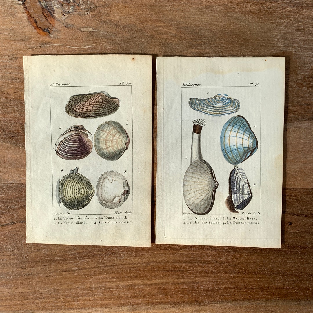 1830 Antique Clam Engraving Set of 2, Hand Coloured Molluscs Print, Clam Sea Shell, Shellfish ...