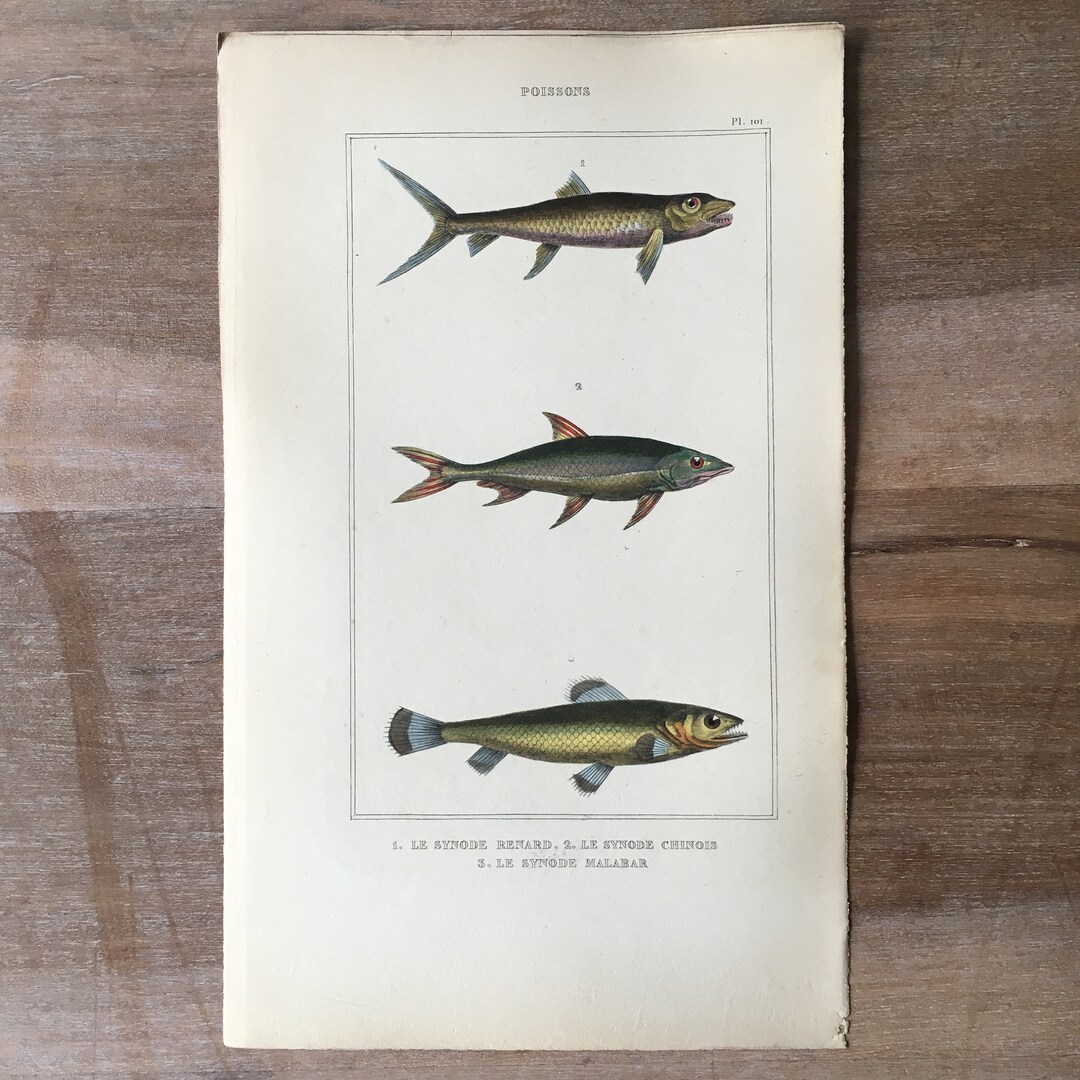 1835 Fish Engraving, Original Antique Fish Print, Variegated Lizardfish ...