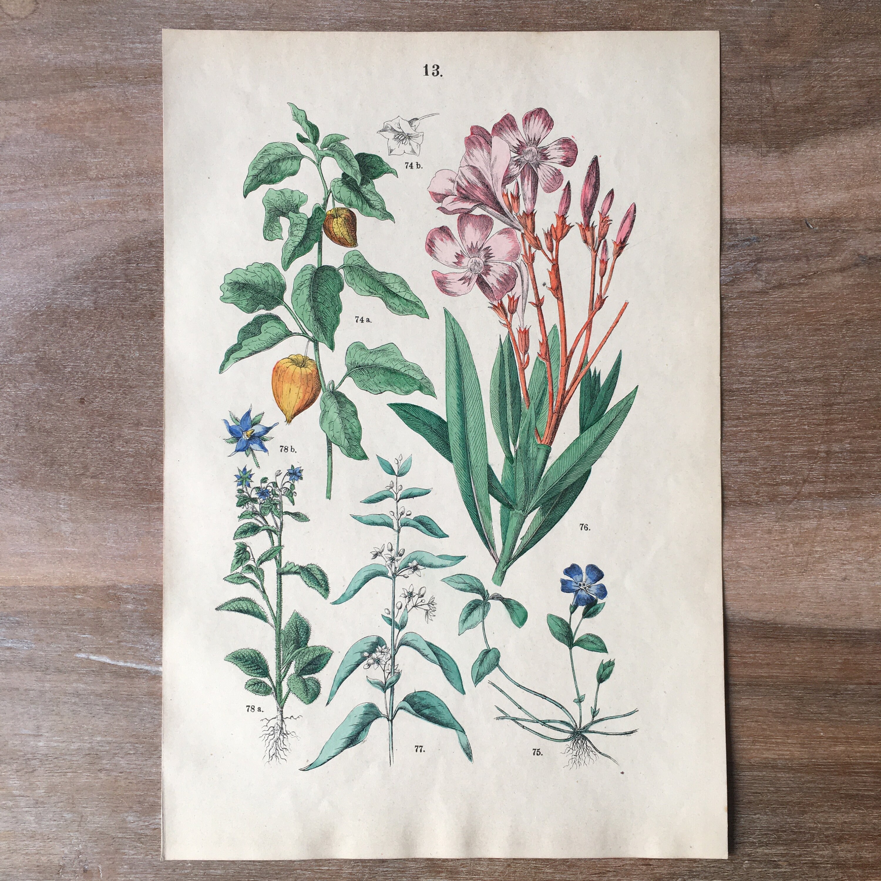 Art & Collectibles Prints Botanical wall decor Flower illustration 1882 ...