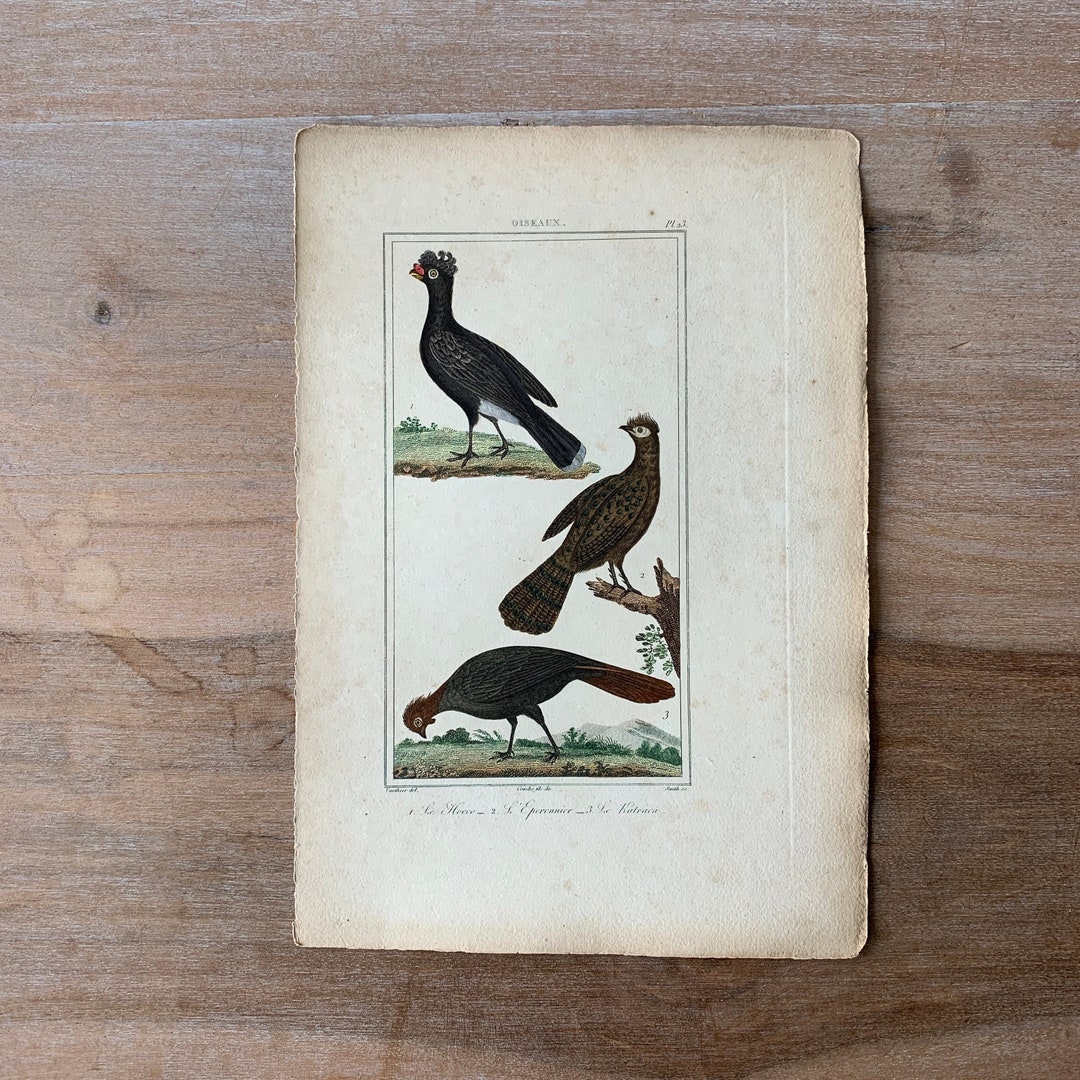 1825 Original Antique Bird Engraving With Curassow, Vintage Hand ...