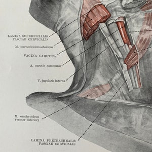 1962 Vintage Human Anatomy, Anatomy Print - Muscles of Neck, Myologia ...
