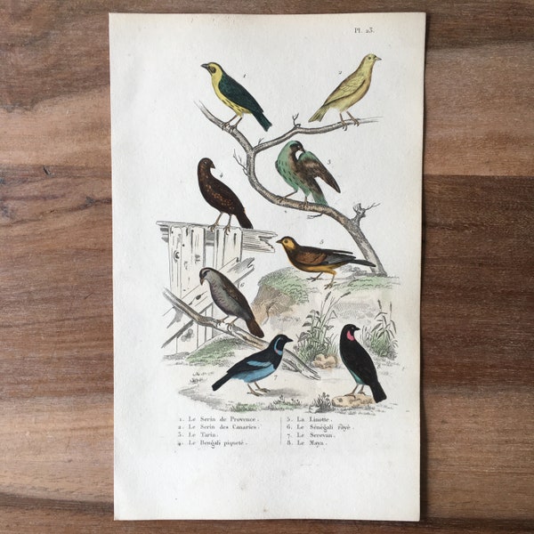 Bird Engraving - Etsy