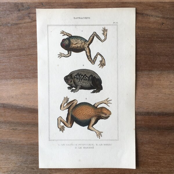Antique Frog Print - Etsy