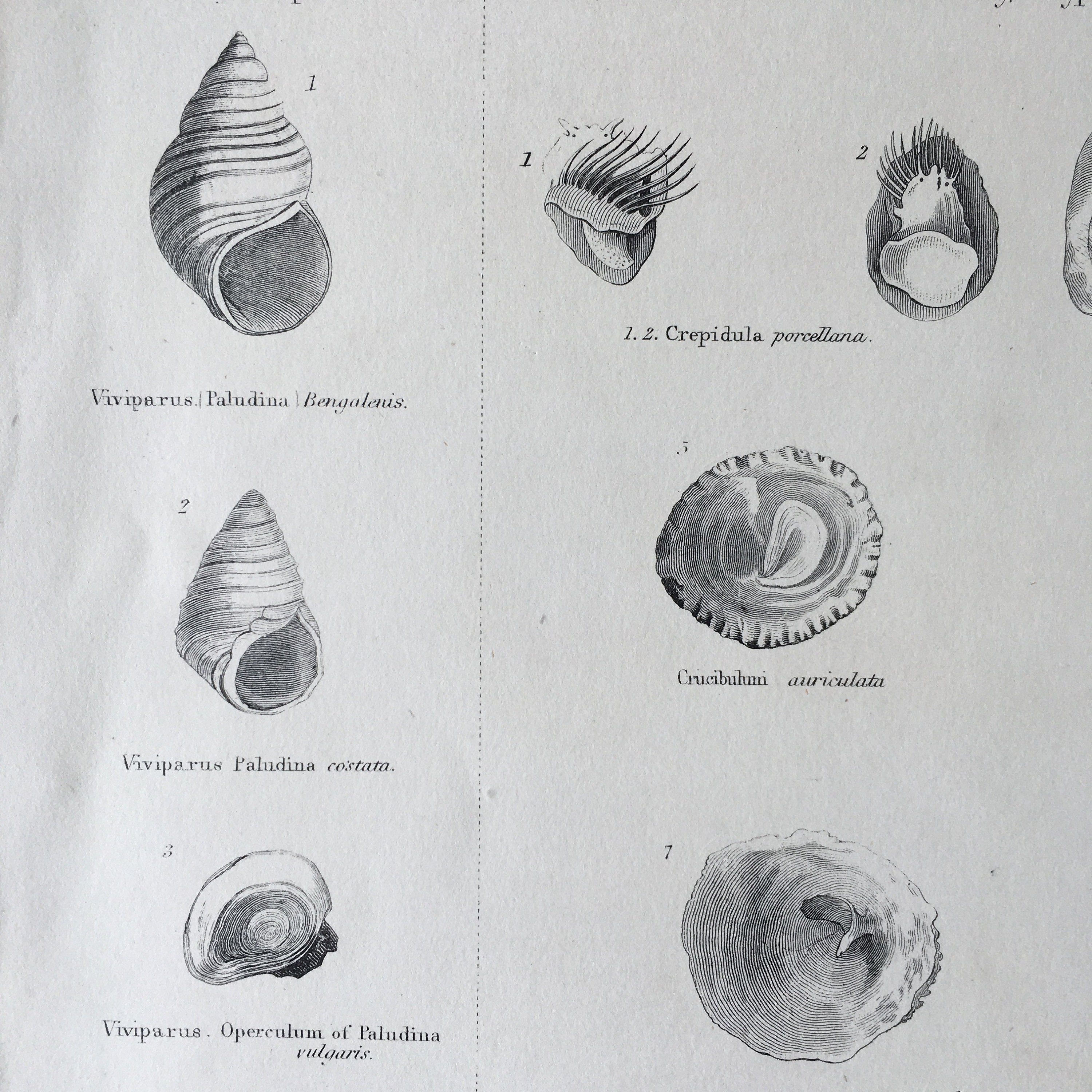 Prints Art & Collectibles Etchings & Engravings Conchology Print ...