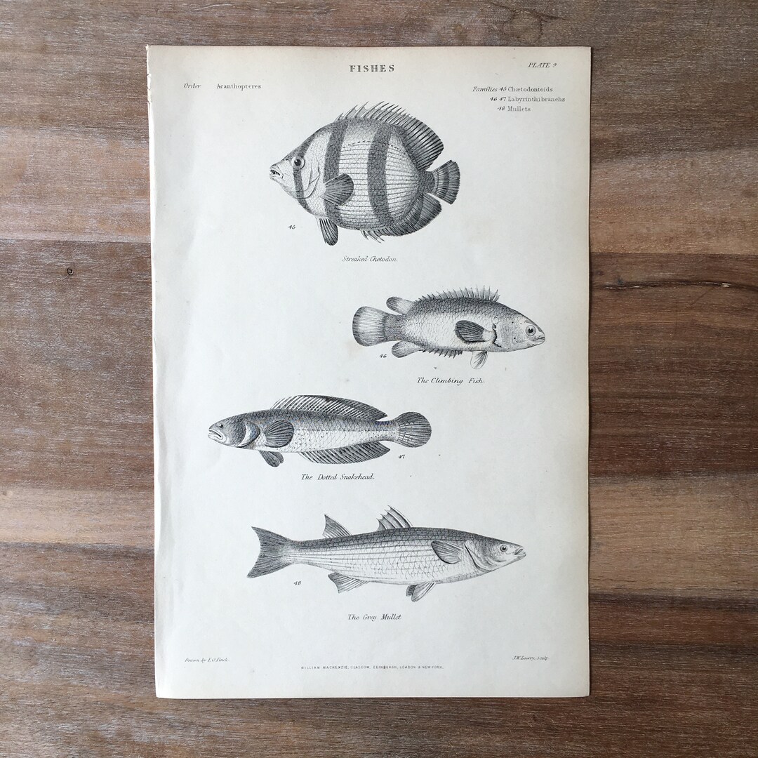 1865 Original Antique Fish Engraving, Antique Fish Engraving, Climbing ...