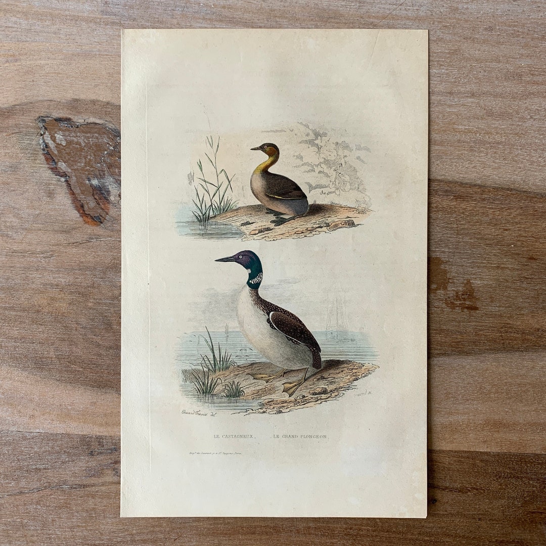 1870 Antique Original Bird Engraving With Dabchick Bird, Hand Coloured ...