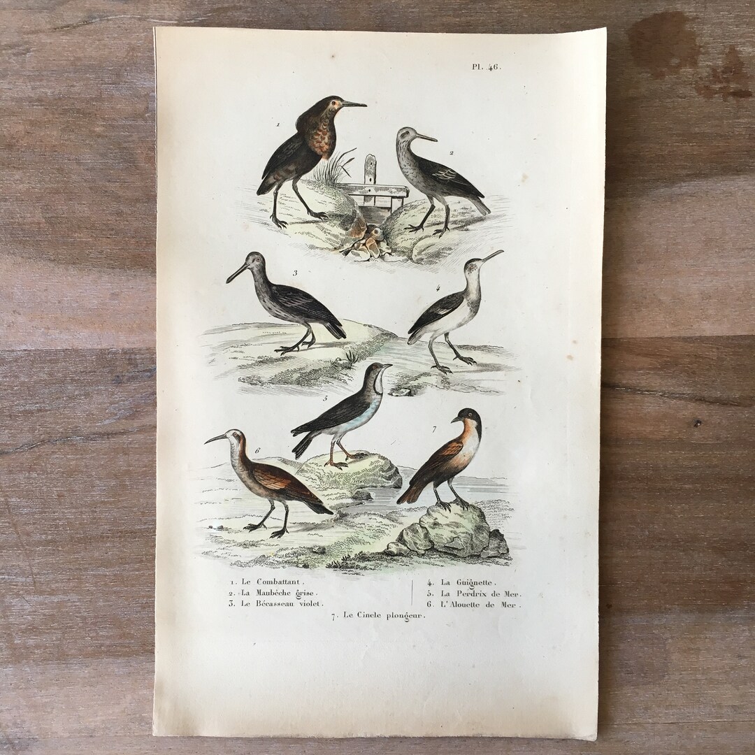 1835 Original Antique Bird Engraving With Ruff, Purple Sandpiper ...