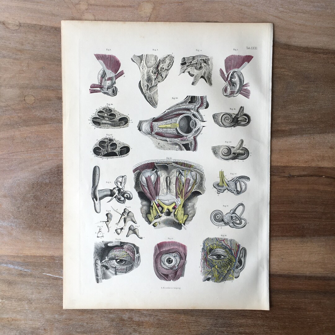1871 Rare Medical Engraving, Human Head Structure, Visual Apparatus ...