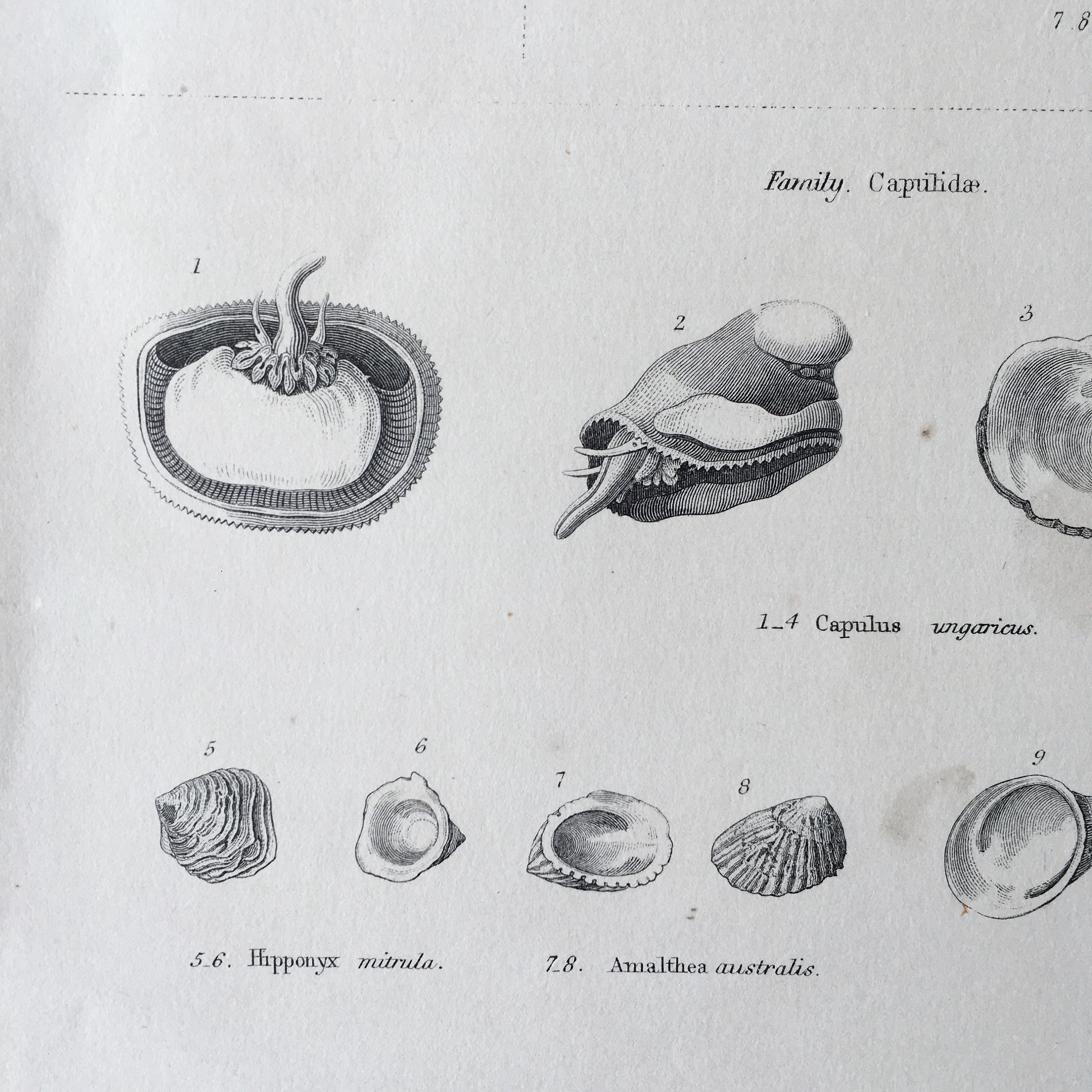 Prints Art & Collectibles Etchings & Engravings Conchology Print ...