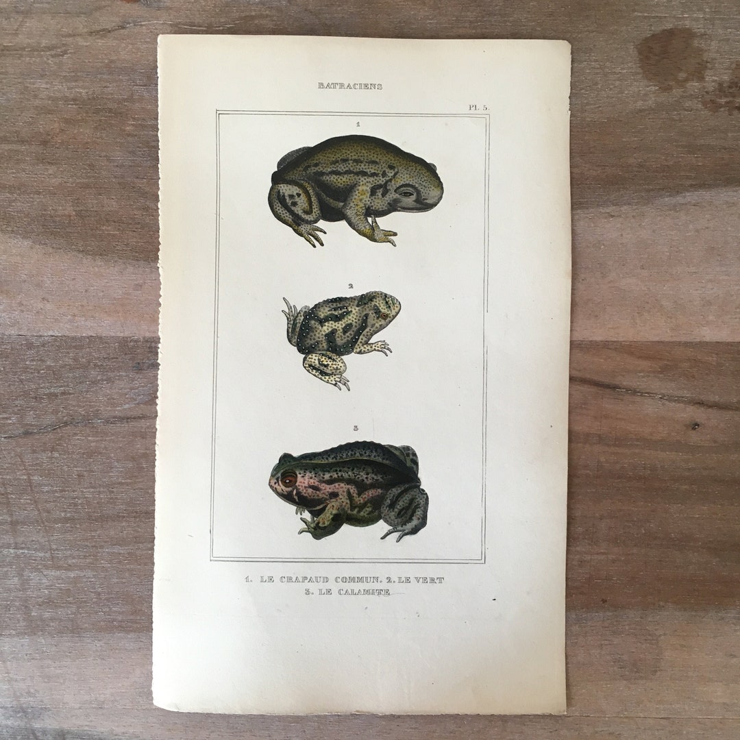1835 Original Antique Frog Engraving With Common Frog, Common Toad ...