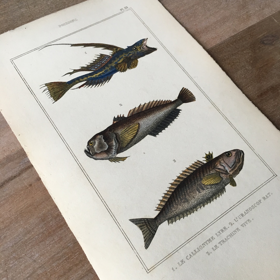 1835 Original Antique Fish Engraving With Common Dragonet, Weever Print ...