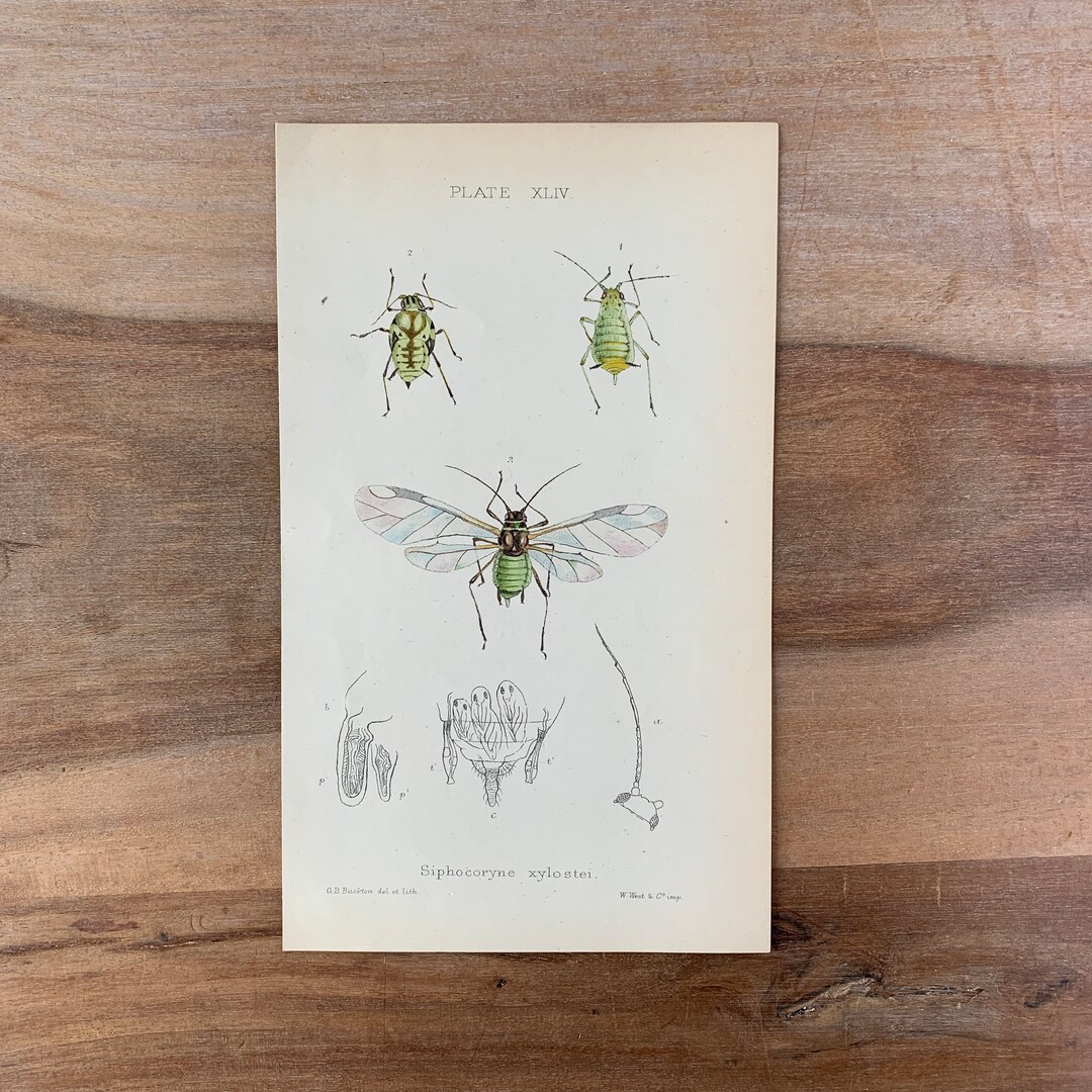 1897 Antique Insects Lithograph | Aphid Print | Greenfly Print | Set of ...