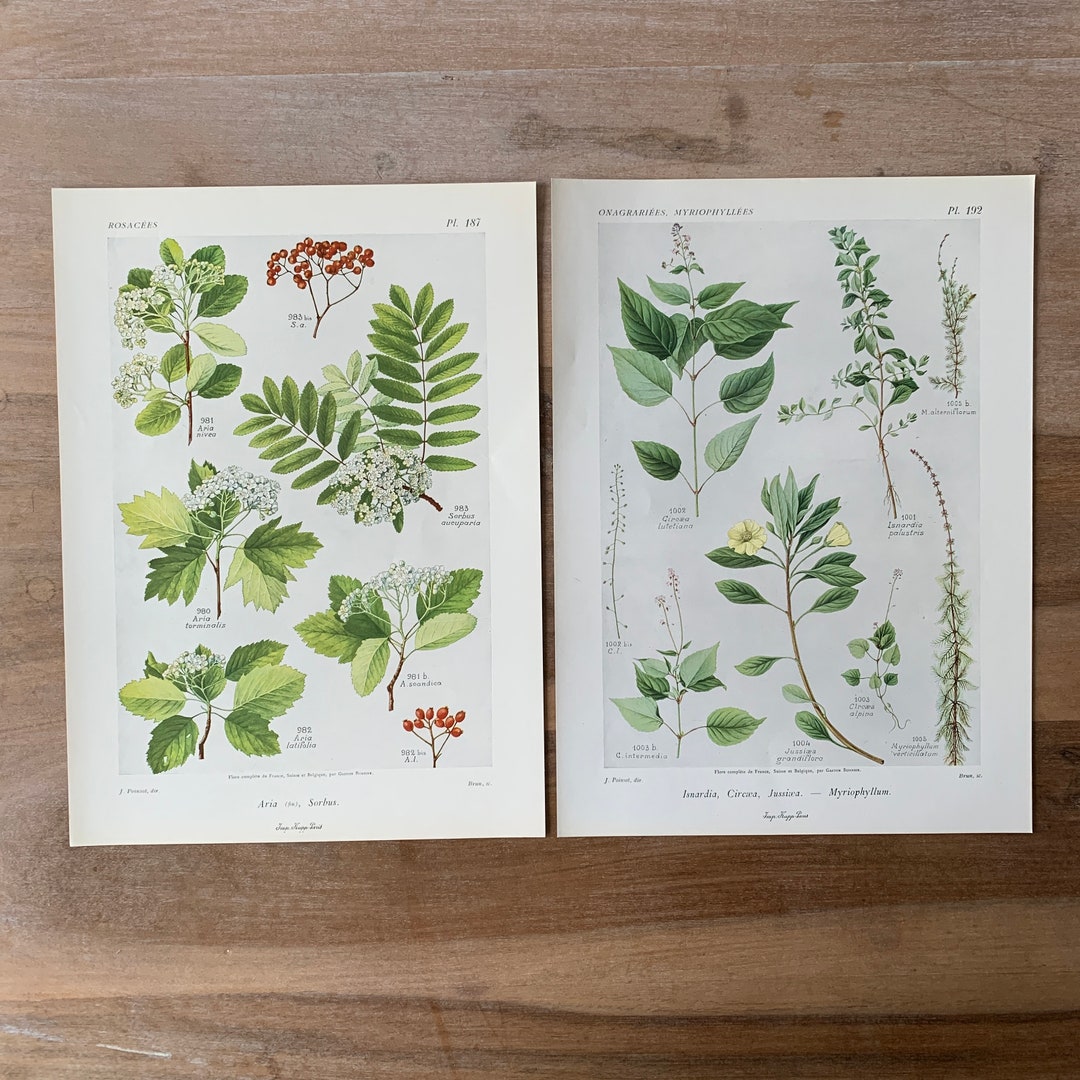 1912 Botanical Print Set of 2, Checker Tree, Evening Primrose, Alpine ...