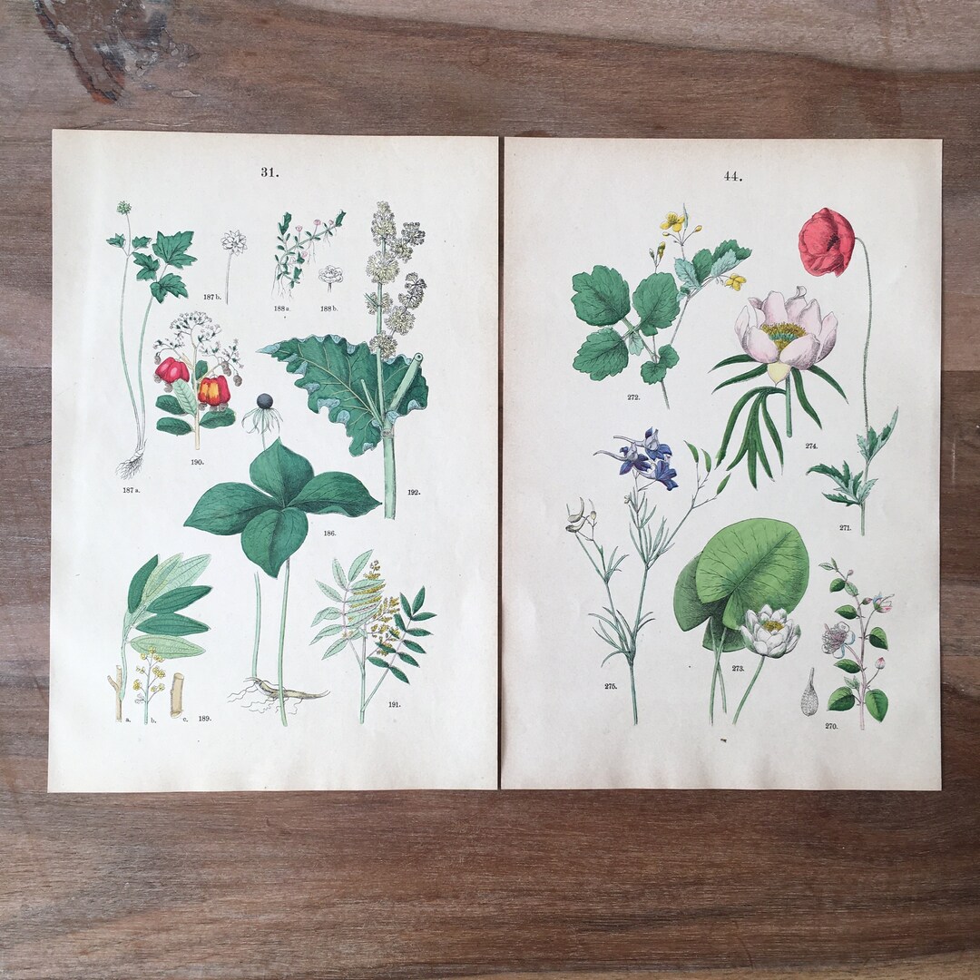 1882 Antique Botanical Lithograph Set of 2 Field Flowers Prints, Old ...