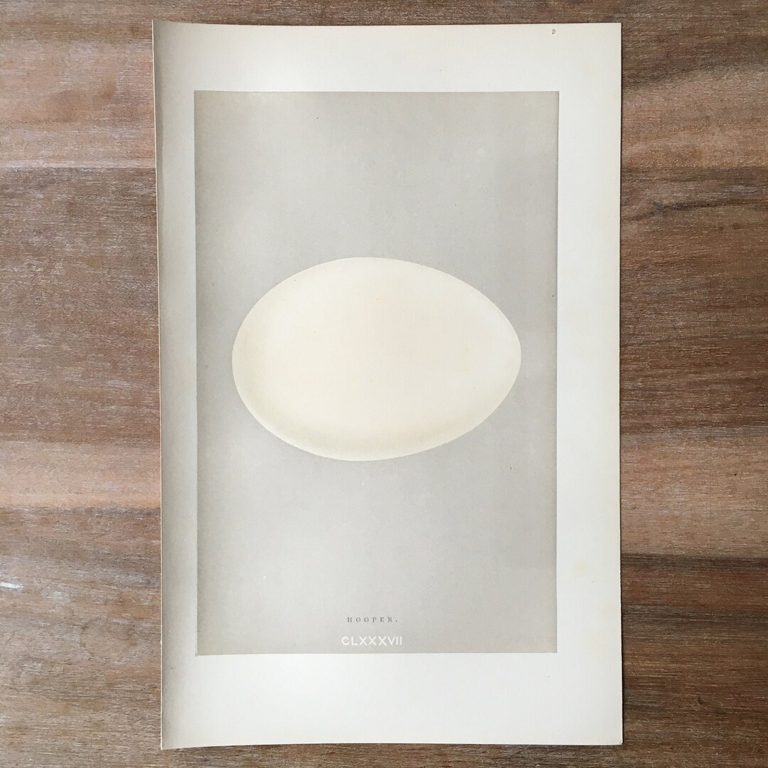 1892 Antique Original Bird Eggs Chromolithograph With Hooper, Hoopoe ...