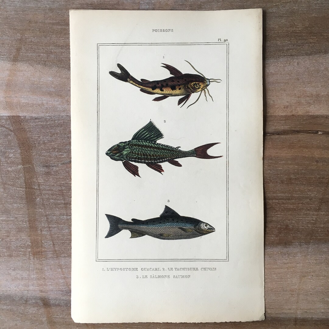 1835 Antique Fish Engraving, Salmon Fish, Bagrid Catfish Illustration ...