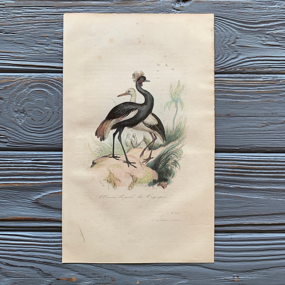 1853 Original Antique Bird Engraving With Stork Crowned - Etsy
