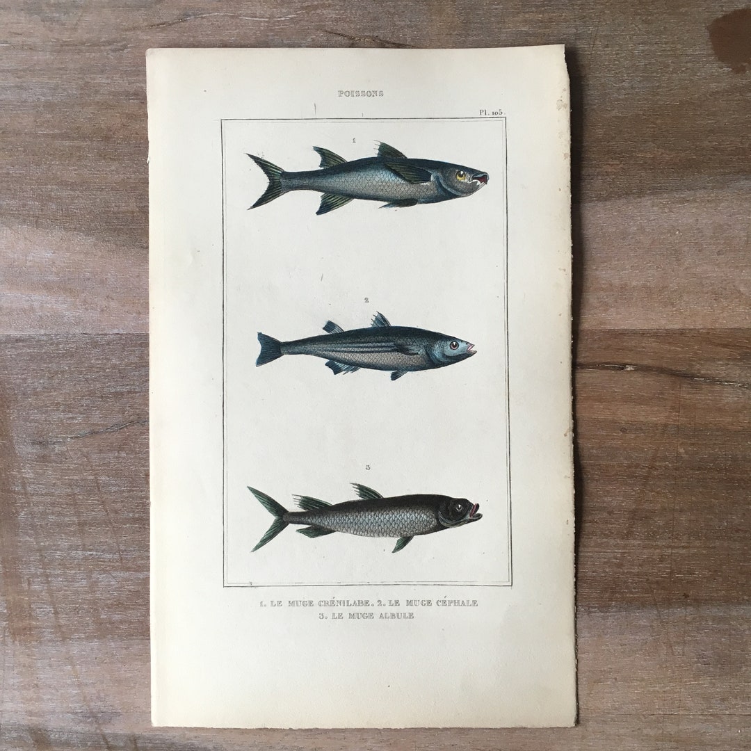 1835 Fish Engraving, Original Antique Fish Print, Mullet Print, Ray ...