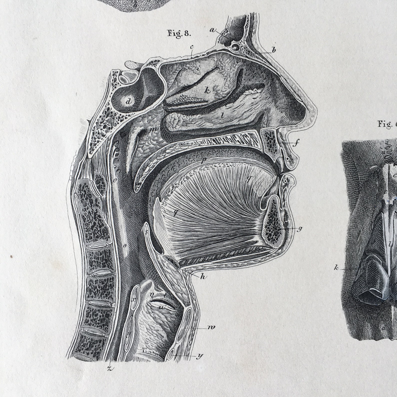 1871 Rare Medical Engraving, Human Head Structure, Olfactory Organs ...
