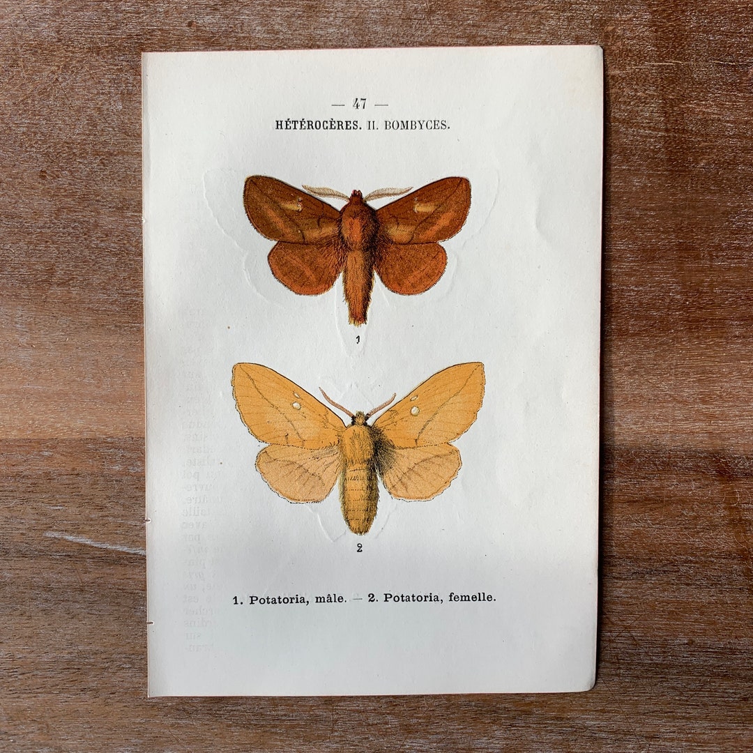 1898 Antique Butterfly Lithograph, Set of Butterflies, Insect Print ...