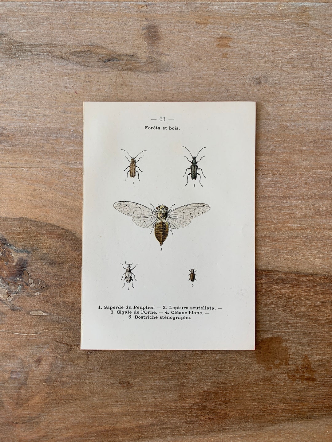 1903 Antique Insects Lithograph Butterfly Print Beetles Print Set of ...