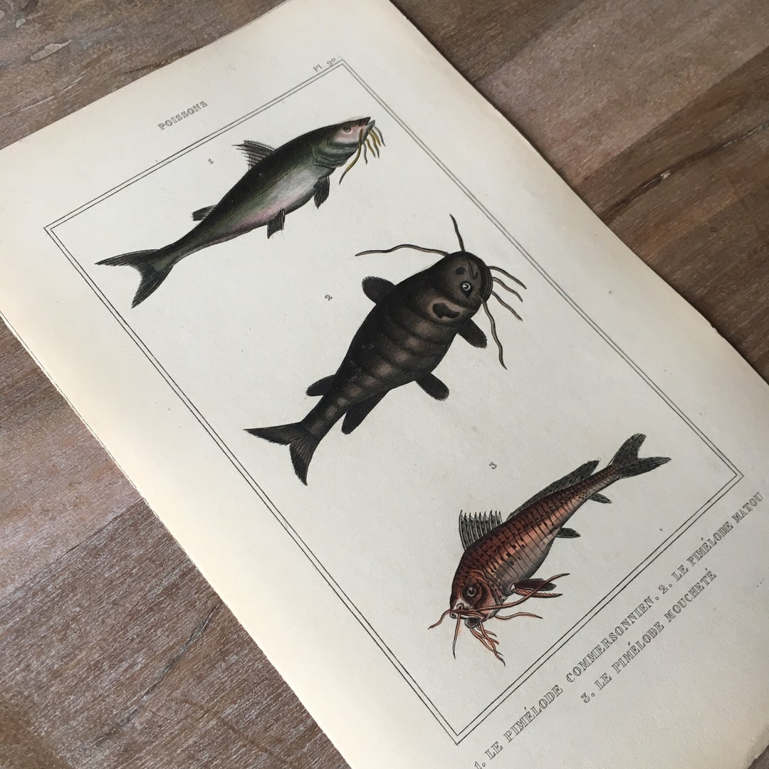 1835 Original Antique Fish Engraving, Pimelodus Fish Print, Catfish ...
