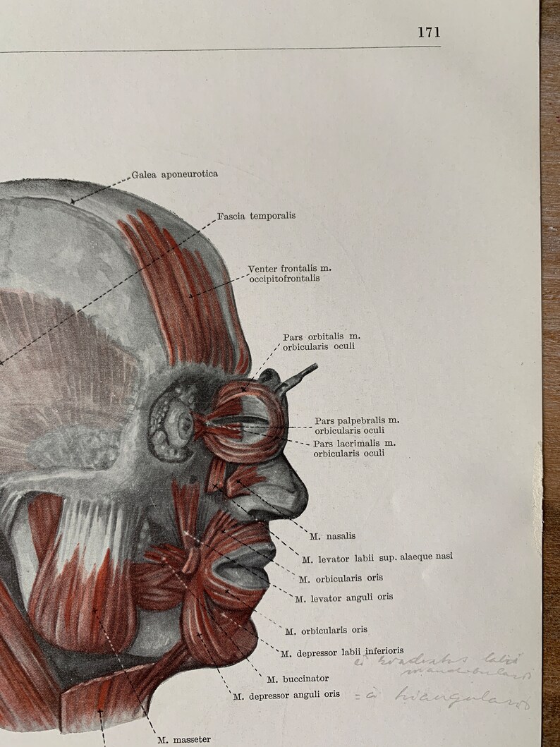 1962 Vintage Medical Print, Muscles of Head, Myologia Print, Human Body ...