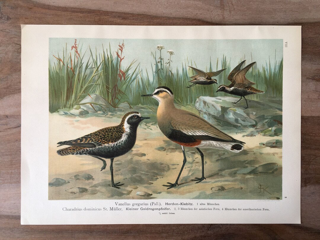 1897 Large Bird Original Antique Chromolithograph, Sociable Lapwing ...