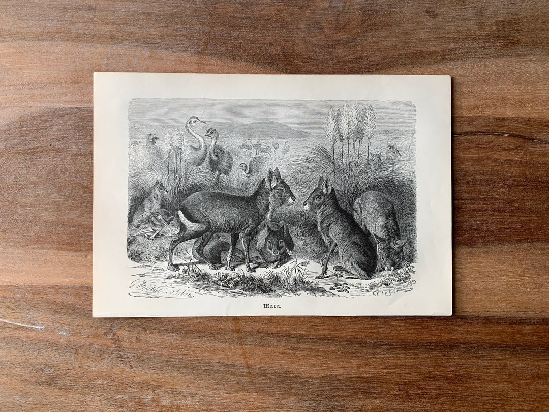 1892 Original Antique Lithograph, Print With Mara, Animal Illustration ...
