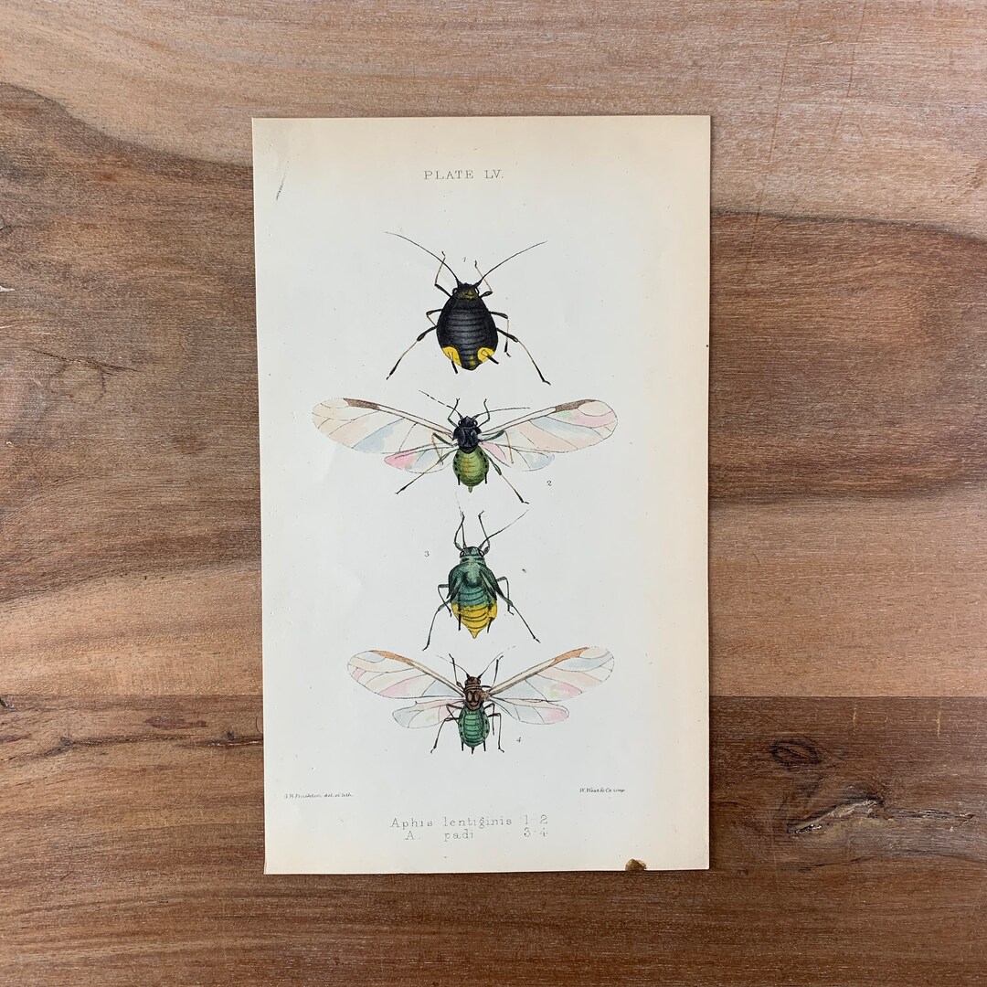 1897 Antique Insects Lithograph Aphid Print Greenfly Print Set of Bugs ...