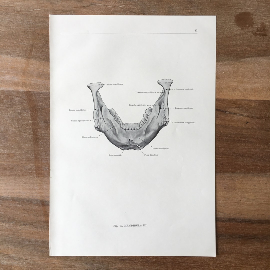 1962 Vintage Medical Print, Osteology Print, Human Body Print, Anatomy ...