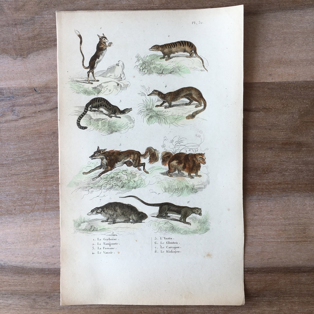 1835 Original Antique Engraving, Natural History - Jerboa, Mongoose ...