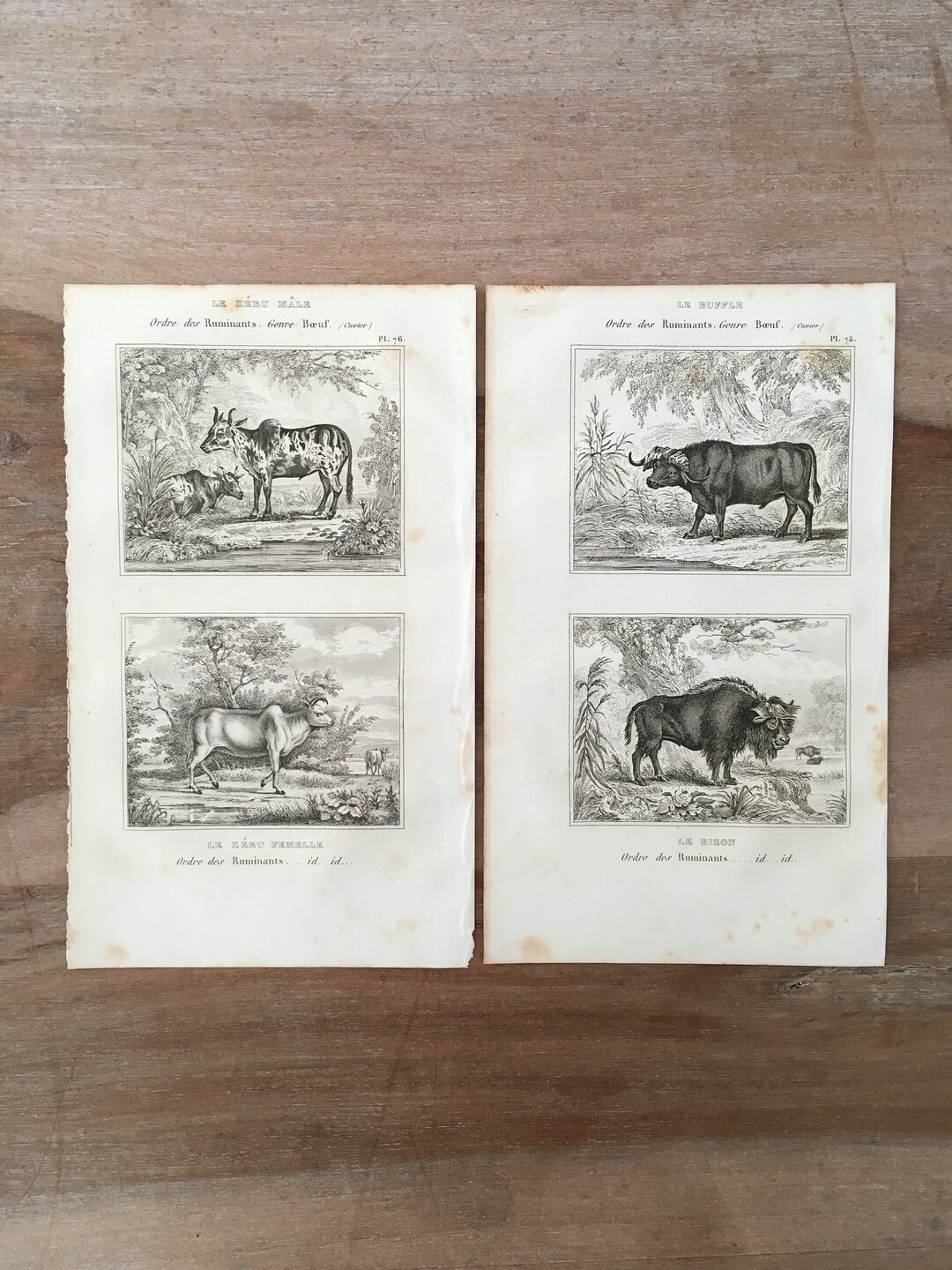 1835 Original Antique Lithograph Set of 2, Buffalo Print, Bison Old ...