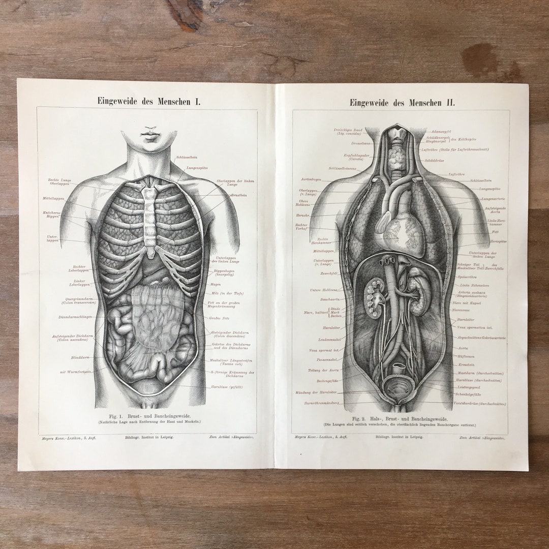1895 Original Antique Lithograph With Body Structure, Medical ...