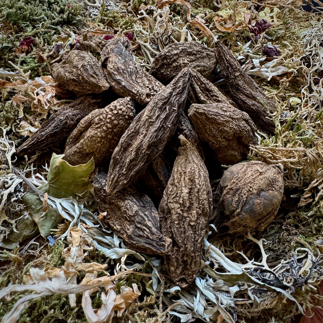 High John the Conqueror Root (1 Root) - Etsy