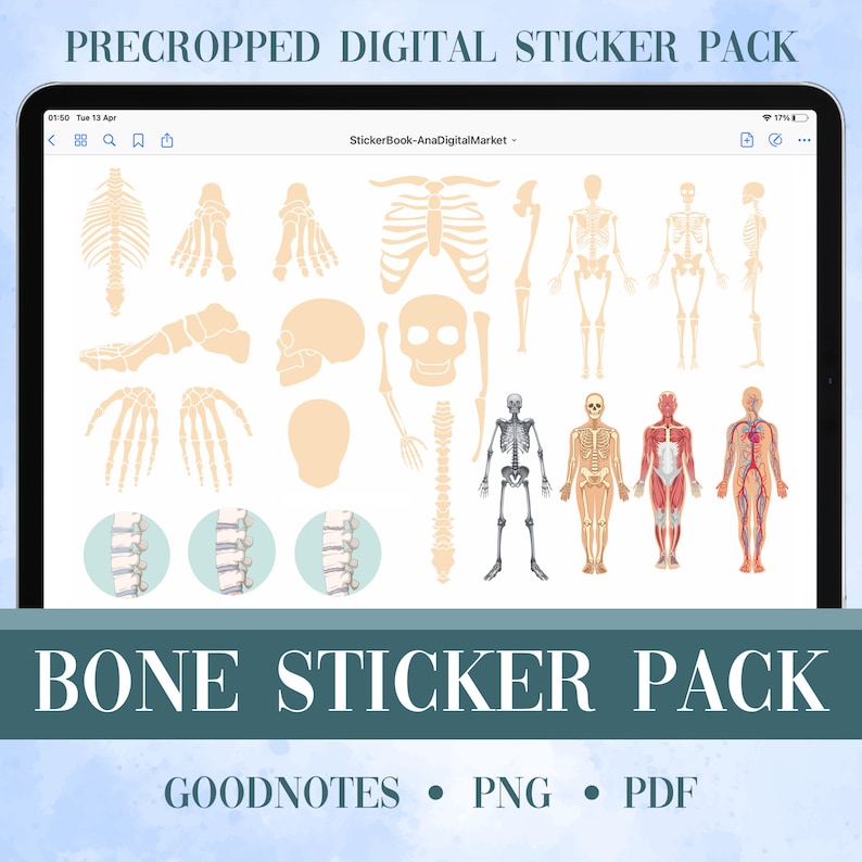Human Bones Sticker Pack Anatomy Sticker Skeleton Stickers - Etsy