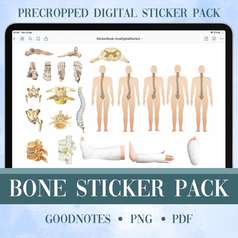 Human Bones Sticker Pack Anatomy Sticker Skeleton Stickers - Etsy
