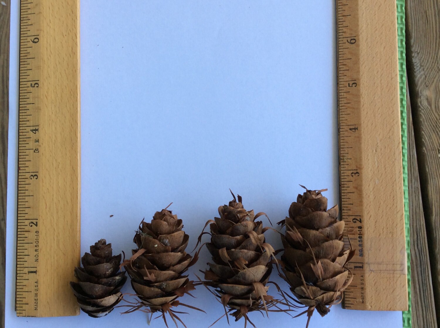 Douglas Fir Pine Cones, Rustic Holiday Decor, Craft Supplies - Etsy